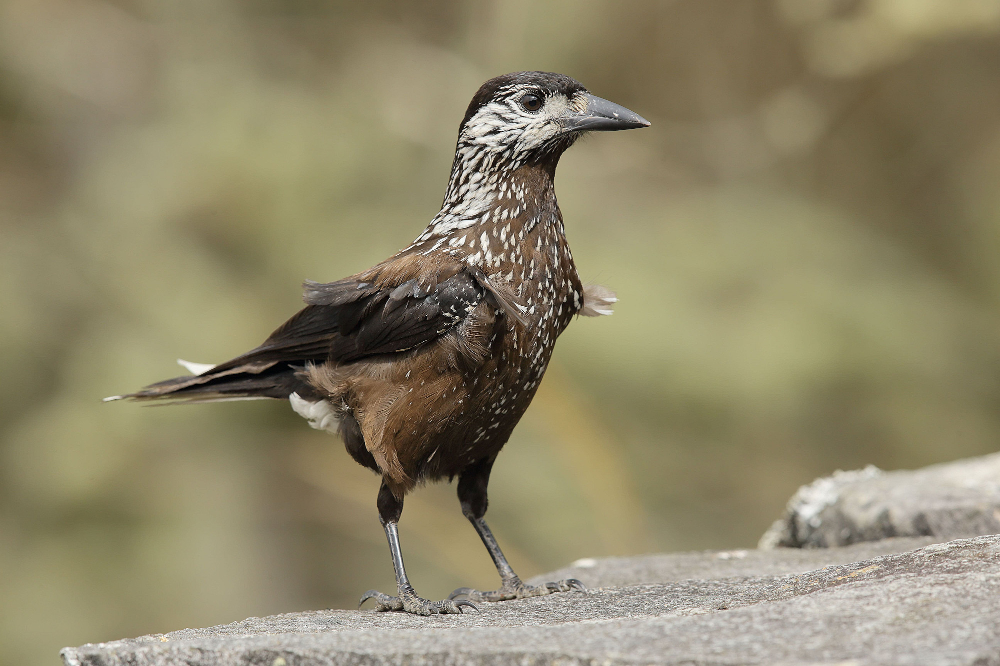 2025年03月02(日)-04(二)阿里山&塔塔加賞鳥探秘之旅 Alishan &Tataka | 社團法人台北市野鳥學會